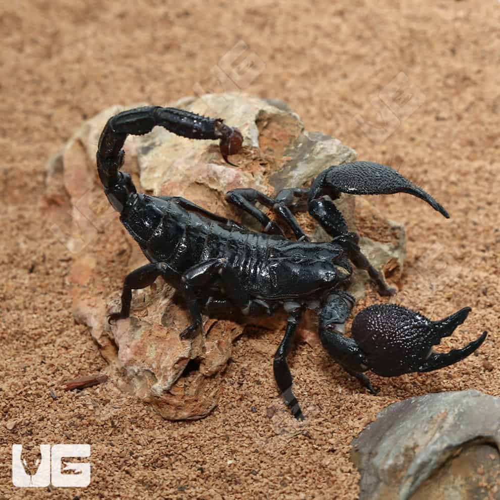 Emperor Scorpion For Sale - Underground Reptiles