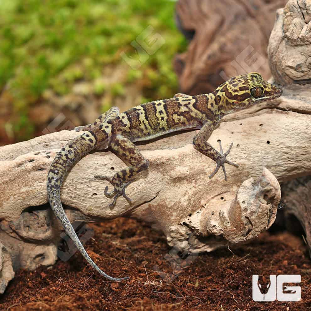 Giant Bent Toed Geckos For Sale - Underground Reptiles