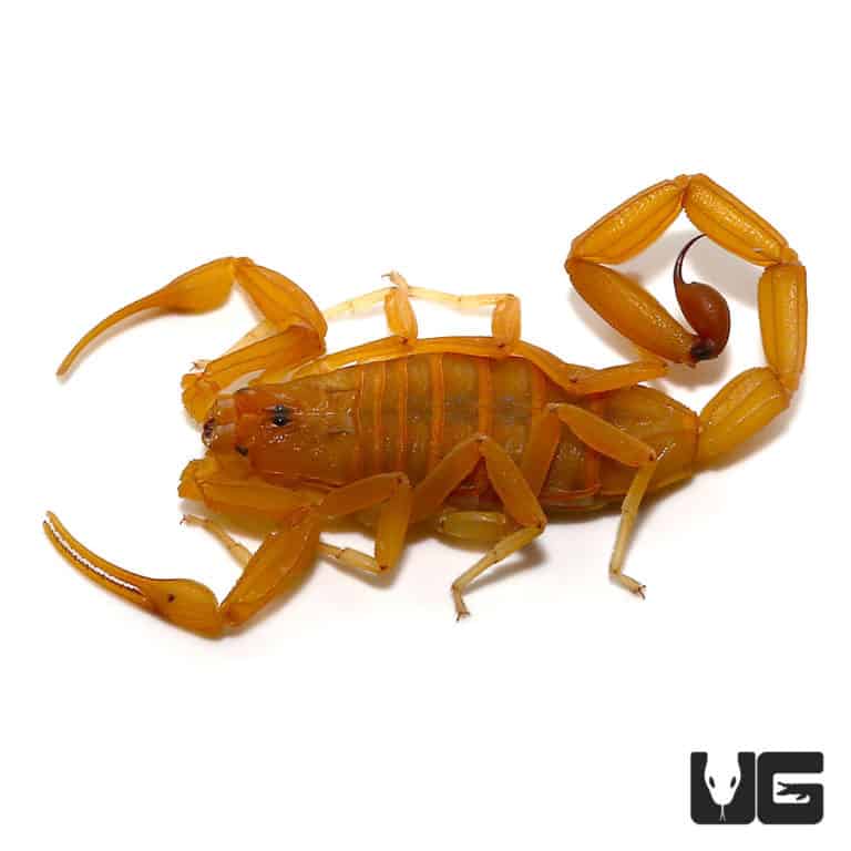 Arizona Bark Scorpion (Centruroides sculpturatus) For sale ...
