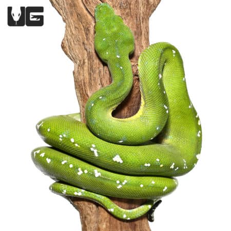 Adult Aru Green Tree Python #1 (Morelia viridis) For Sale - Underground Reptiles