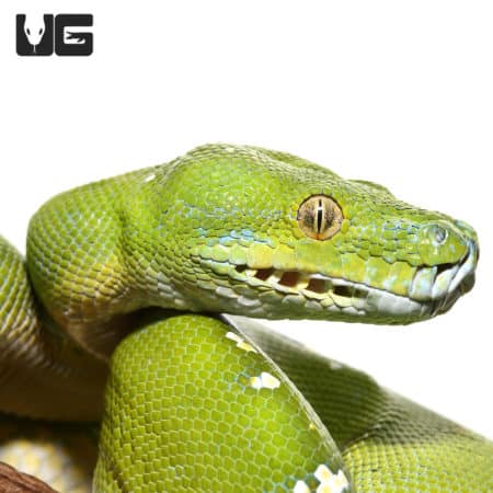 Adult Aru Green Tree Python #1 (Morelia viridis) For Sale - Underground ...