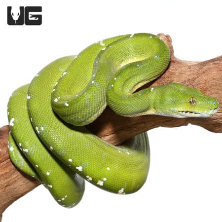 Adult Aru Green Tree Python #1 (Morelia viridis) For Sale - Underground ...