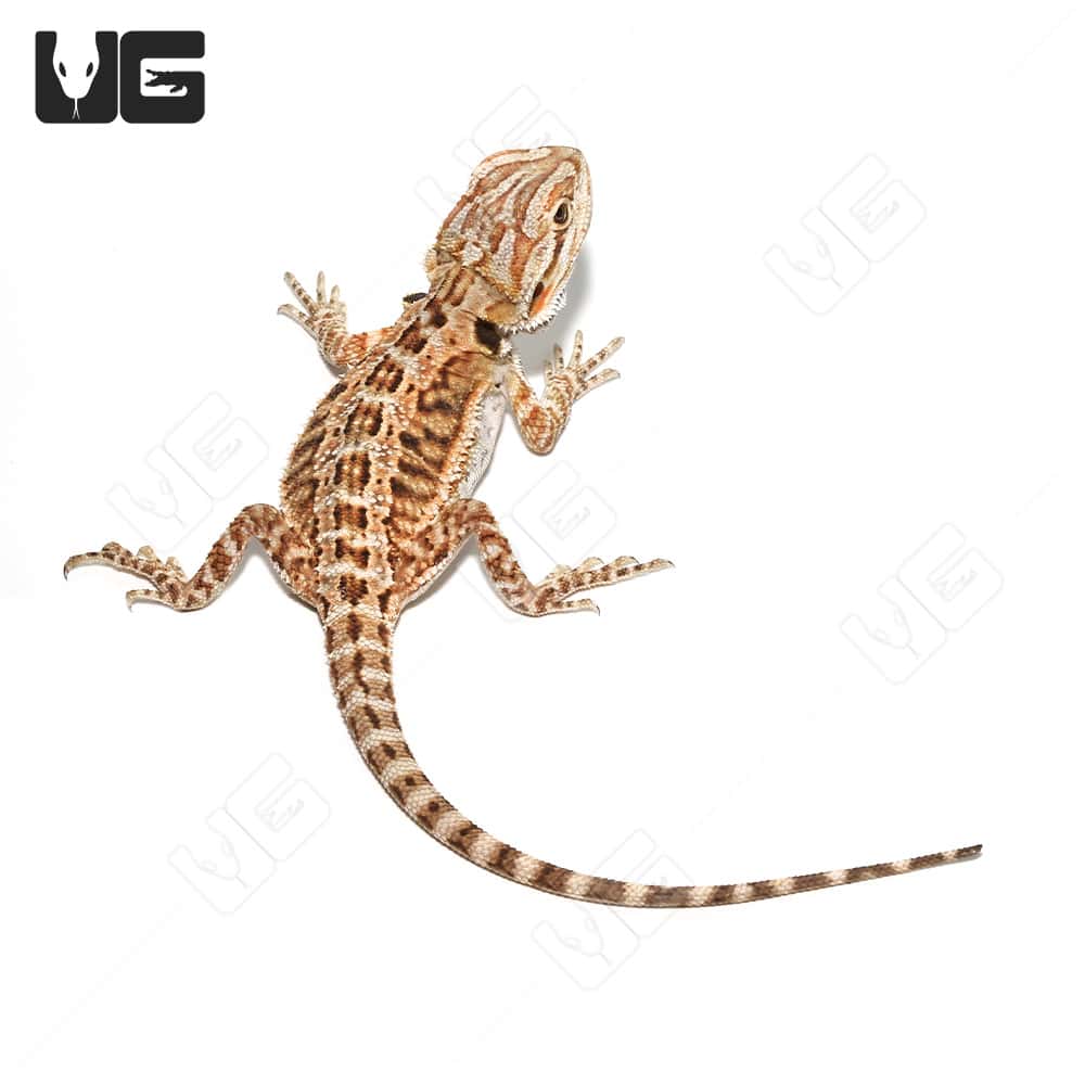 Baby Mocha Stripe Bearded Dragons (Pogona vitticeps) For Sale ...