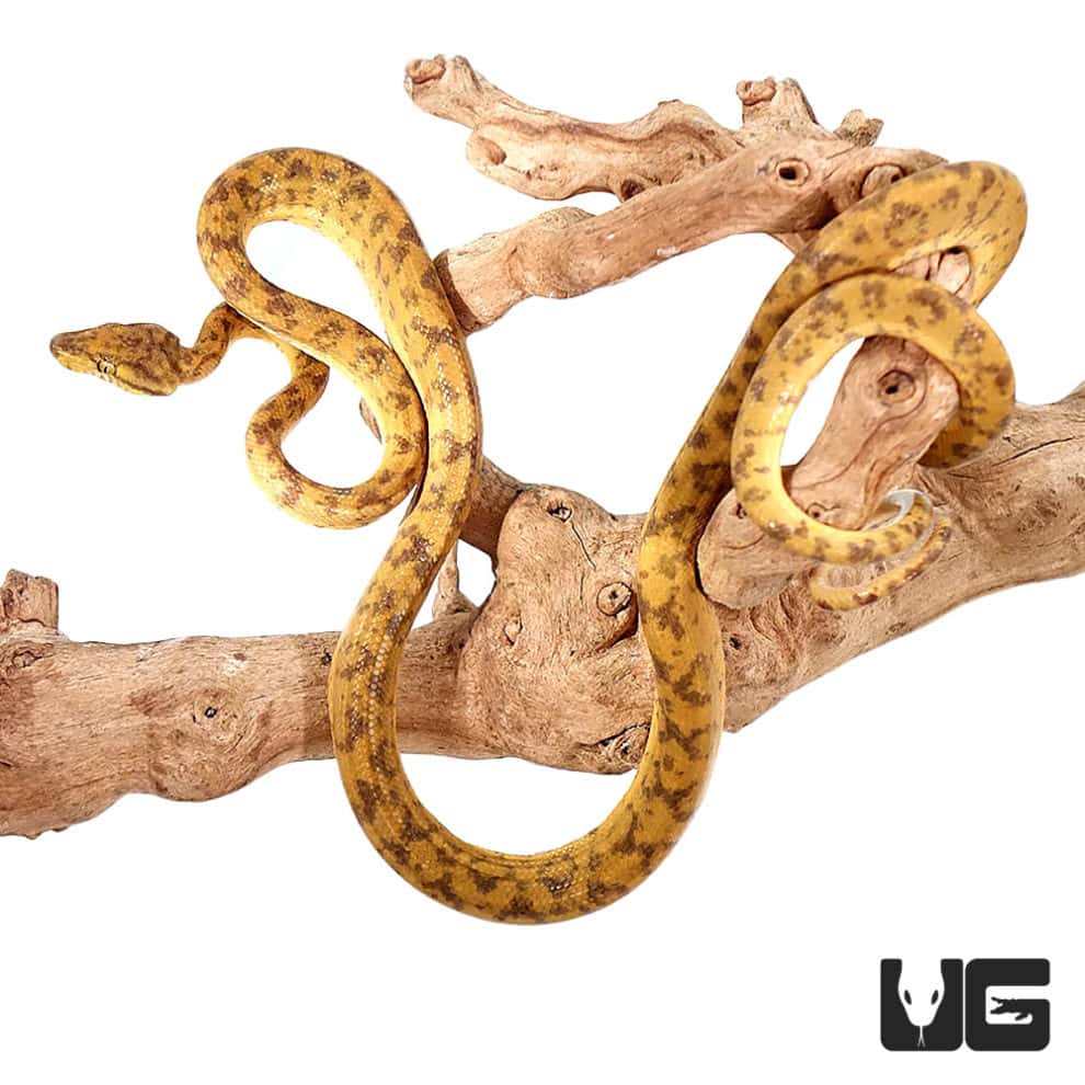 Boas For Sale - Underground Reptiles