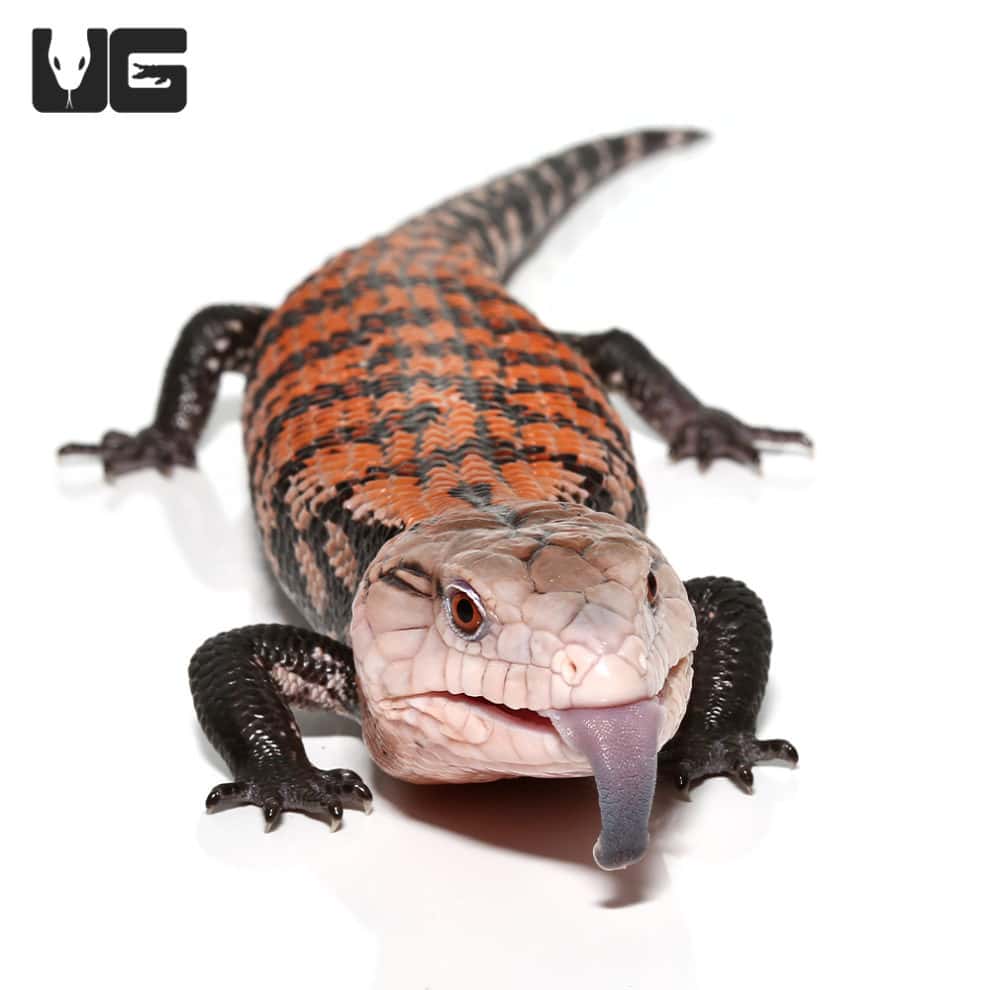 Juvenile Halmahera Blue Tongue Skink #1 (Tiliqua gigas) For Sale ...
