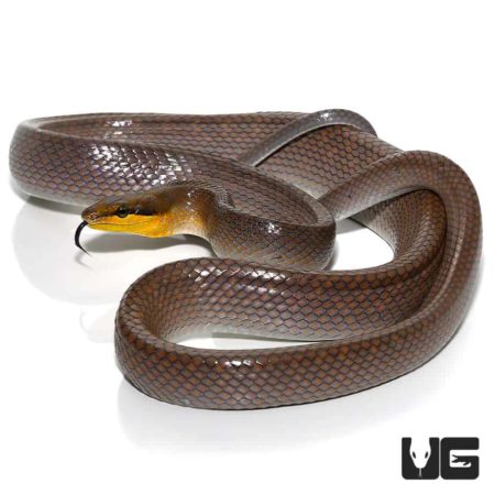 Red Tailed Green Ratsnakes (Gonyosoma oxycephalum) For Sale ...