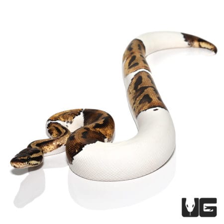 Baby Banana Enchi Pied Ball Python For Sale - Underground Reptiles