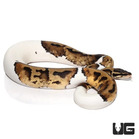 Baby Banana Enchi Pied Ball Python For Sale - Underground Reptiles