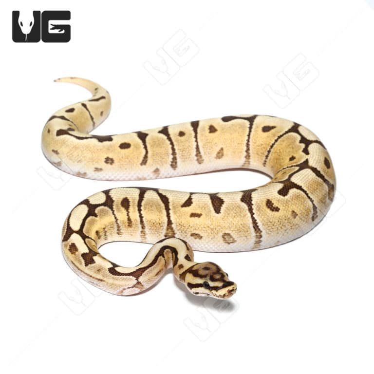 Baby Ball Pythons For Sale - Underground Reptiles