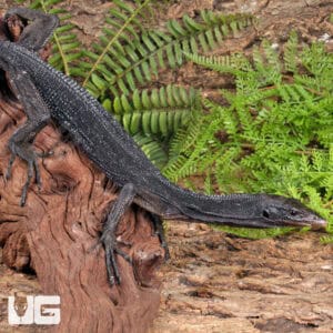 Black Tree Monitors For Sale - Underground Reptiles