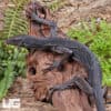 Lizards For Sale - Underground Reptiles