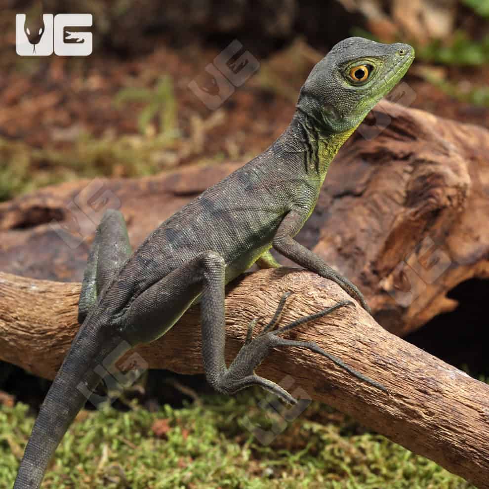 Other Lizards For Sale - Underground Reptiles