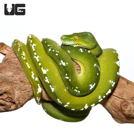 Green Tree Pythons For Sale - Underground Reptiles