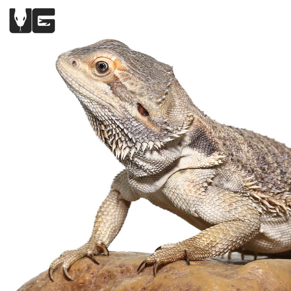 Bearded Dragons For Sale - Underground Reptiles