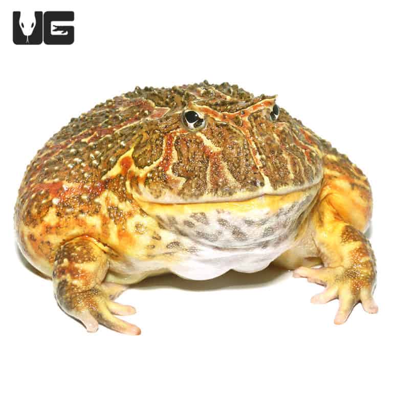 Ornate Pacman Frogs For Sale - Underground Reptiles