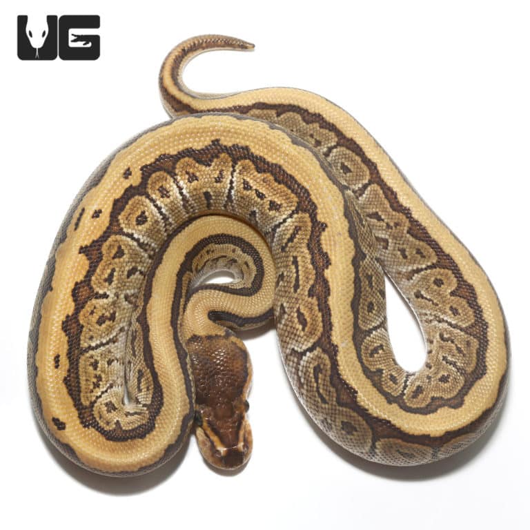 Baby Ball Pythons For Sale - Underground Reptiles