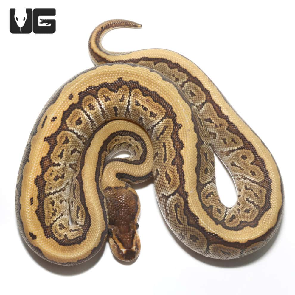 Baby Ball Pythons For Sale - Underground Reptiles