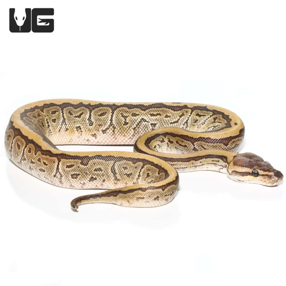 Baby Ball Pythons For Sale - Underground Reptiles