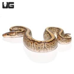 Yearling Female Mojave Pinstripe Ball Pythons (Python regius) For Sale ...