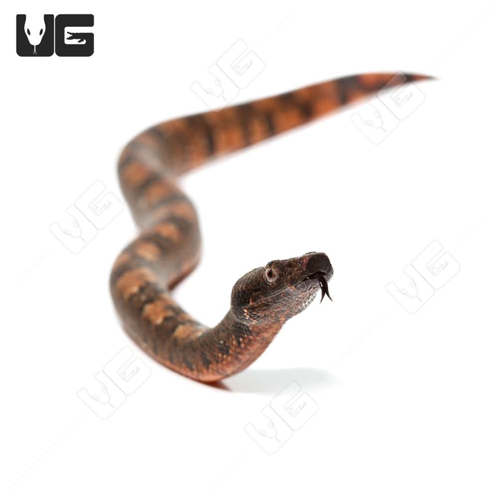 Red Belly Viper Boa (Candoia aspera) For Sale - Underground Reptiles