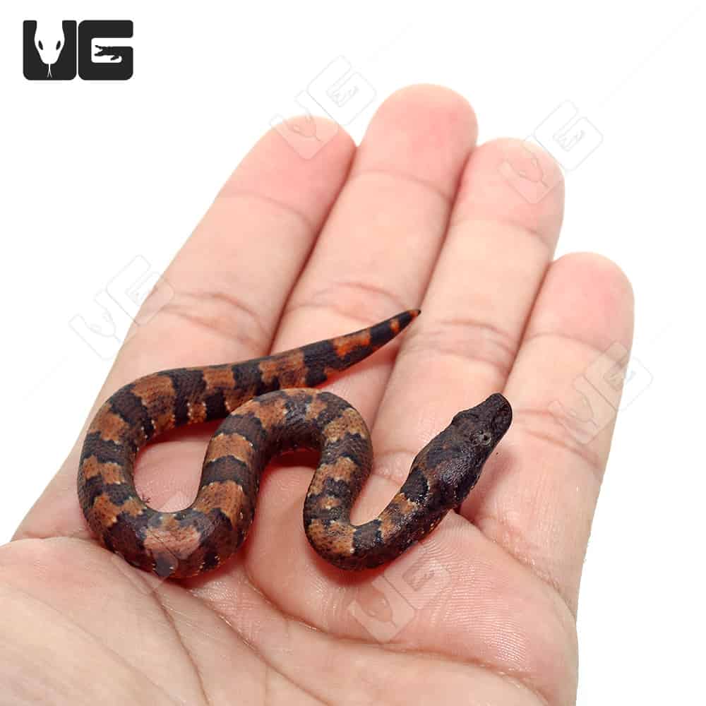 Red Belly Viper Boa (Candoia aspera) For Sale - Underground Reptiles