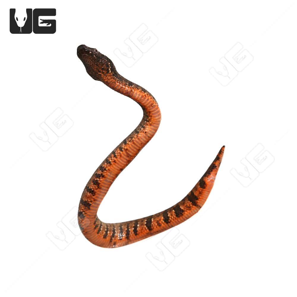 Red Belly Viper Boa (Candoia aspera) For Sale - Underground Reptiles