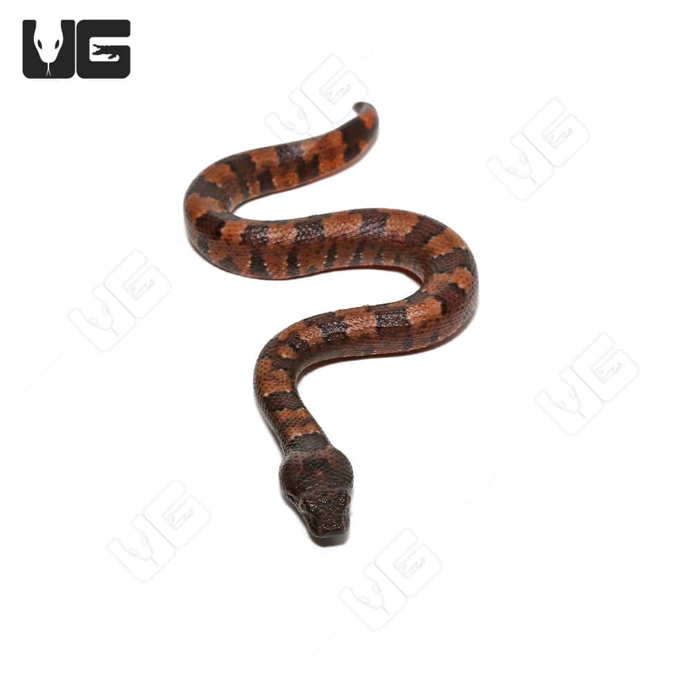 Red Belly Viper Boa (Candoia aspera) For Sale - Underground Reptiles