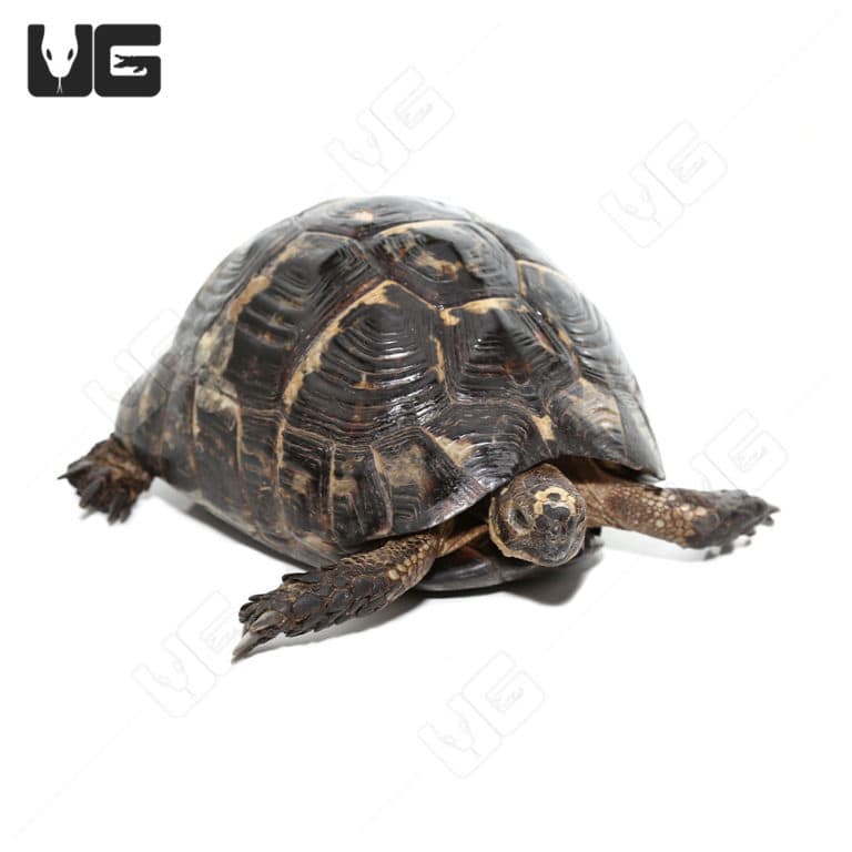 Greek Tortoises For Sale - Underground Reptiles