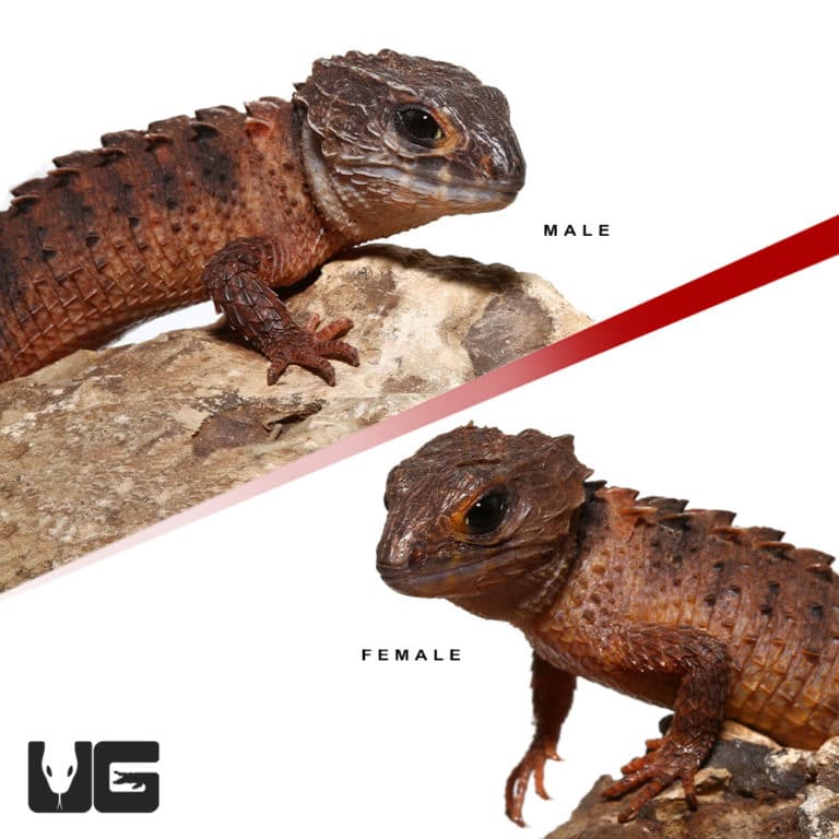 White Eyed Crocodile Skinks For Sale - Underground Reptiles