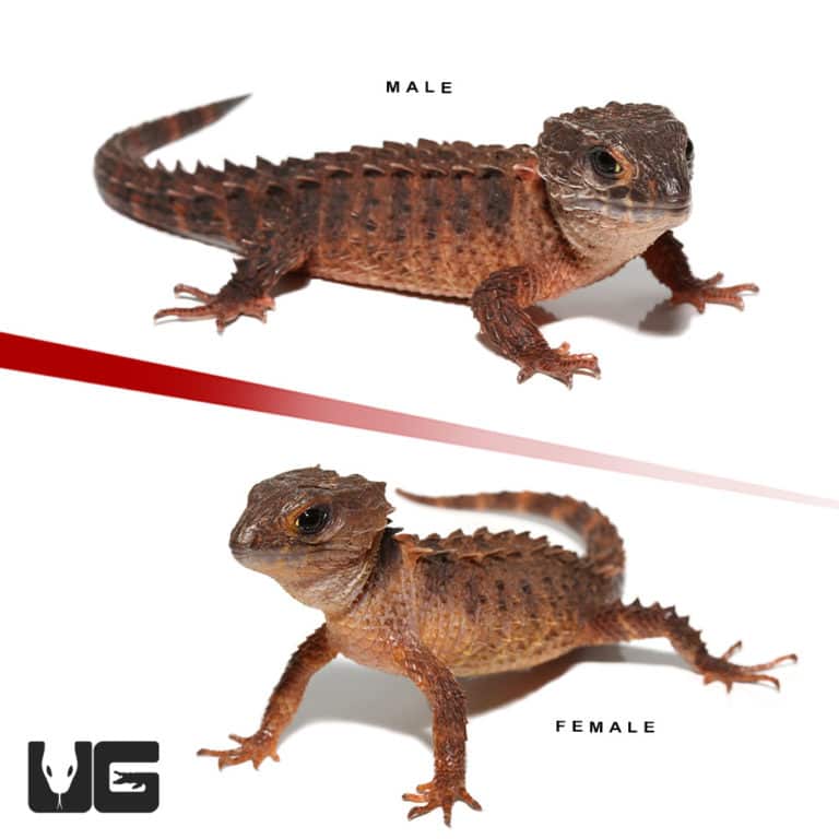 Lizards For Sale - Underground Reptiles