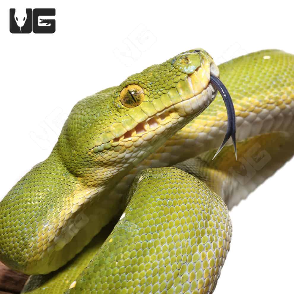Sorong Green Tree Pythons (Morelia viridis) For Sale - Underground Reptiles
