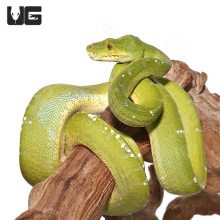 Green Tree Pythons For Sale - Underground Reptiles