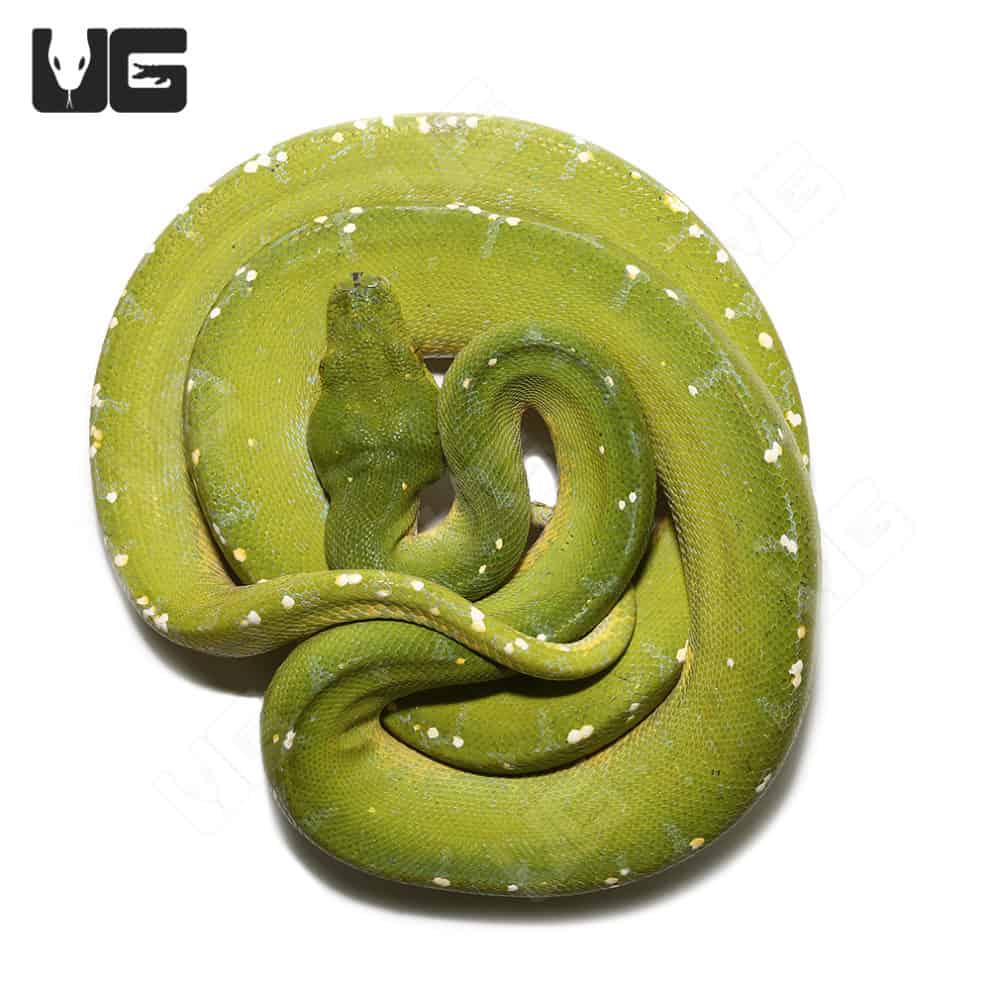 Sorong Green Tree Pythons (Morelia viridis) For Sale - Underground Reptiles