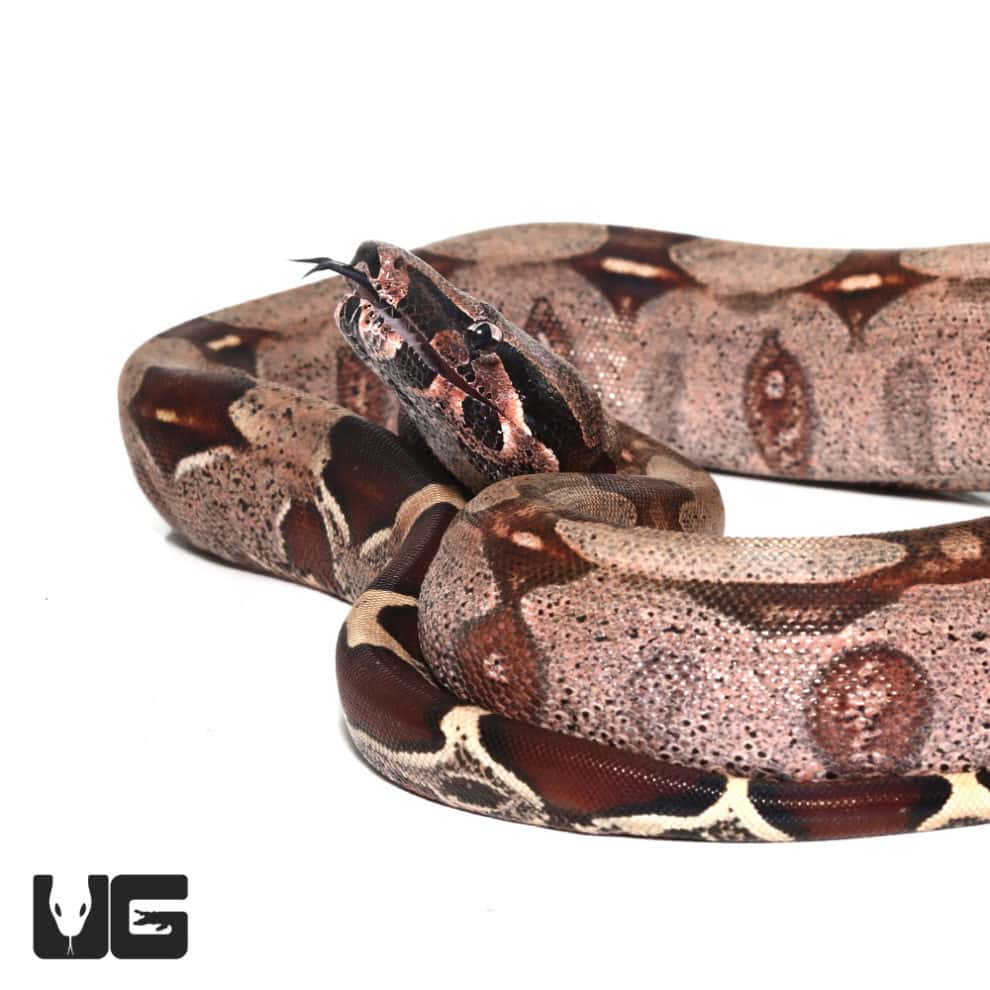 Guyana Redtail Boa For Sale - Underground Reptiles