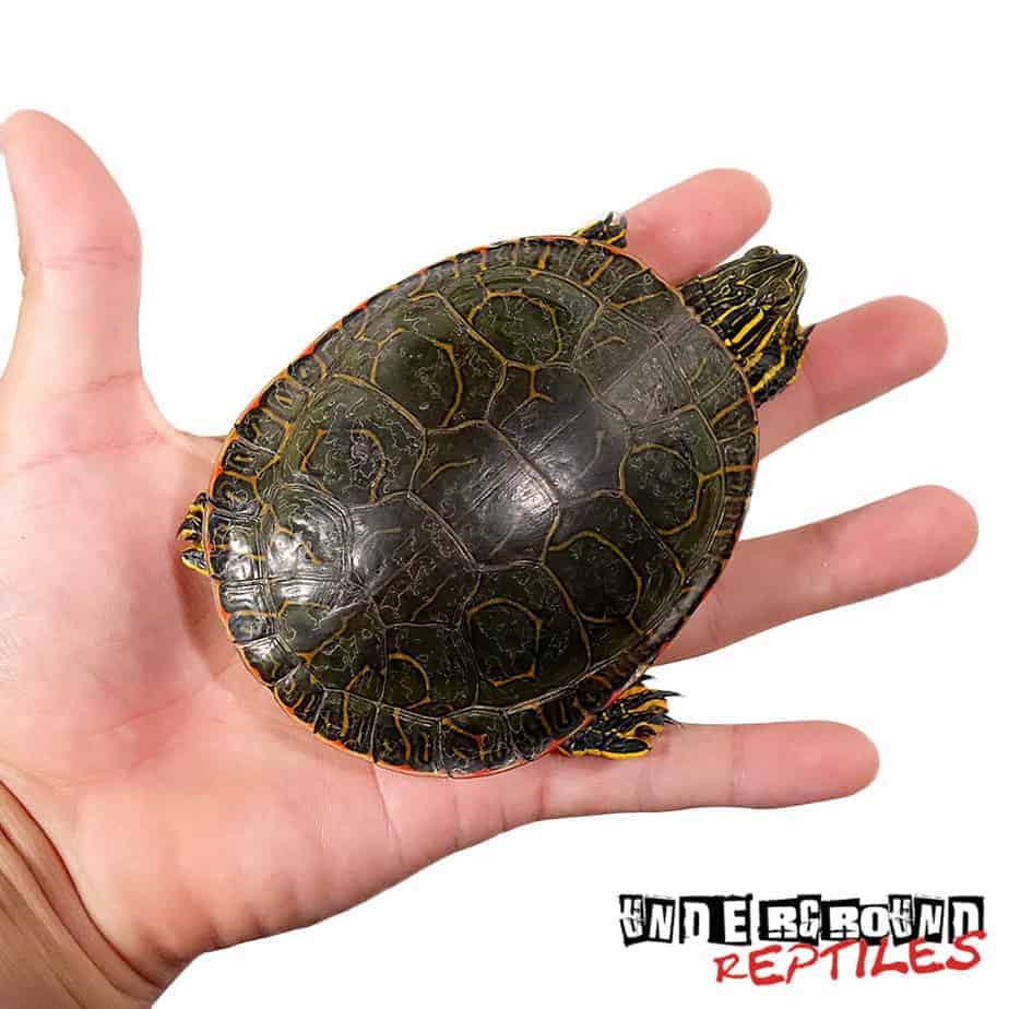 Western Painted Turtles For Sale - Underground Reptiles