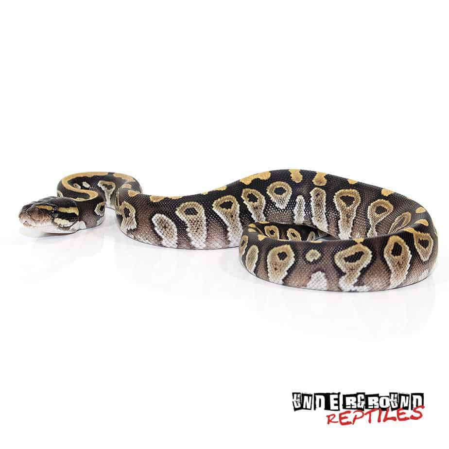 Baby Female Mojave Ball Python - Underground Reptiles
