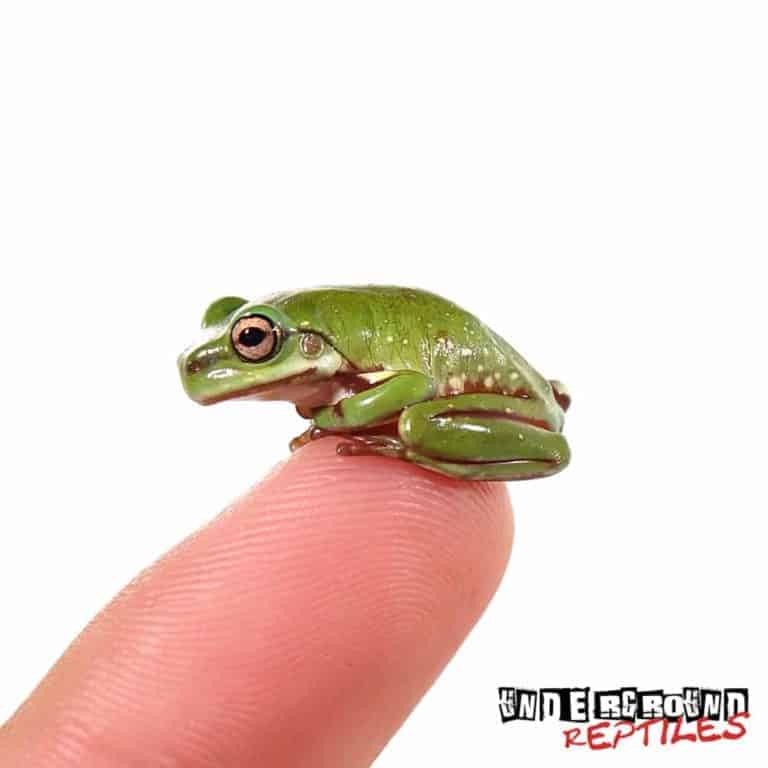 Baby Snowflake Australian Blue Dumpy Tree Frog - Underground Reptiles