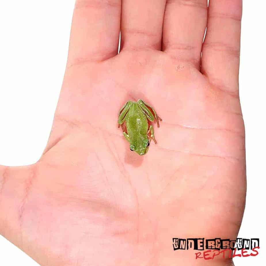 Baby Snowflake Australian Blue Dumpy Tree Frog - Underground Reptiles