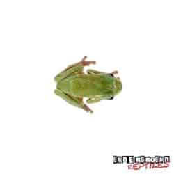 Baby Snowflake Australian Blue Dumpy Tree Frog - Underground Reptiles