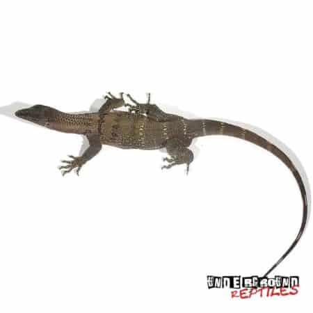 Black Roughneck Monitor - Underground Reptiles