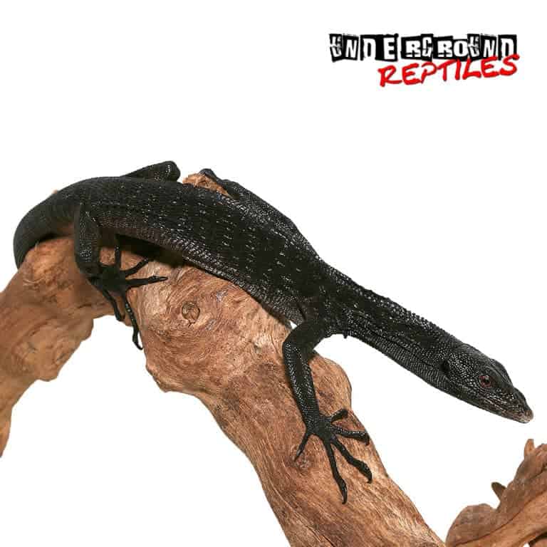 Black Tree Monitors For Sale - Underground Reptiles
