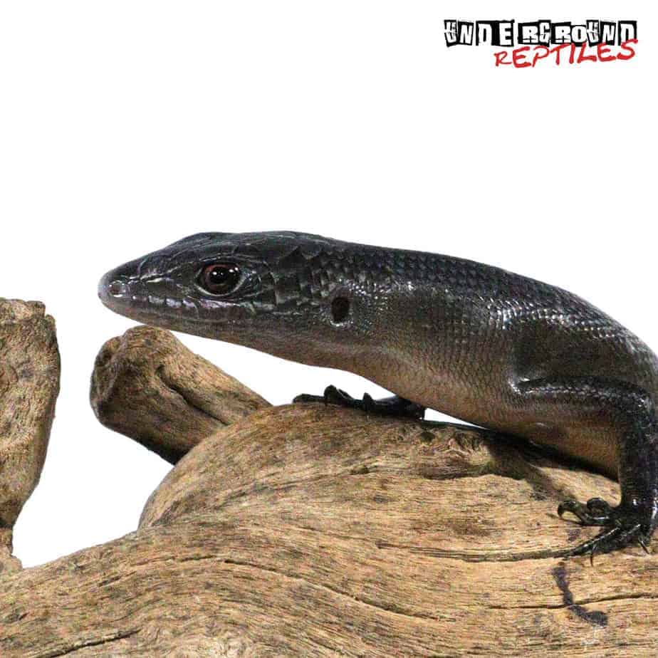 Solomon Island Black Tree Skink - Underground Reptiles