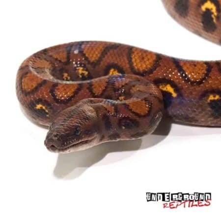 Brazilian Rainbow Boa - Underground Reptiles