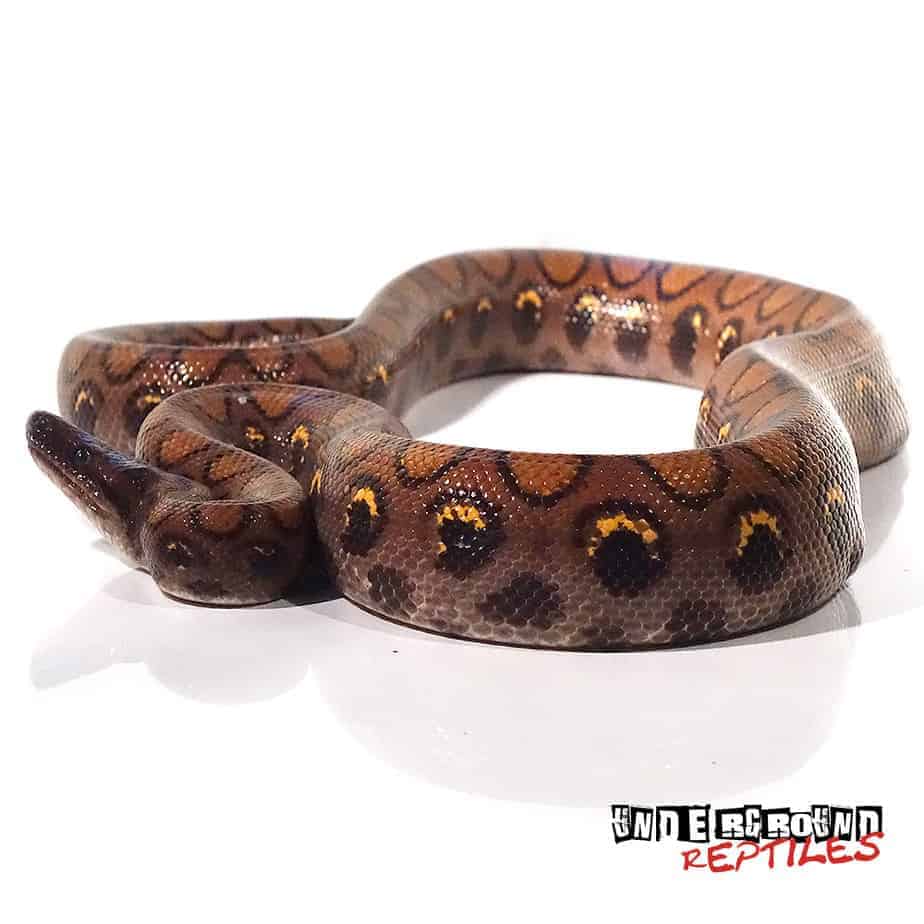Brazilian Rainbow Boa - Underground Reptiles