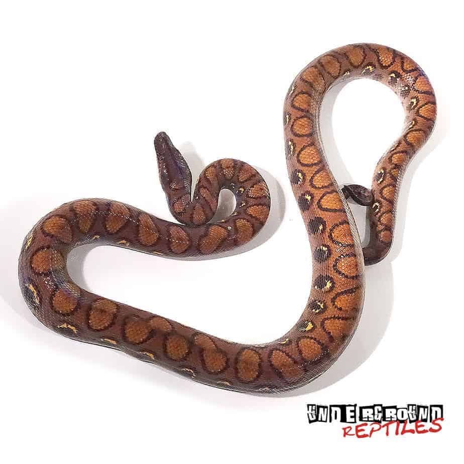 Brazilian Rainbow Boa - Underground Reptiles