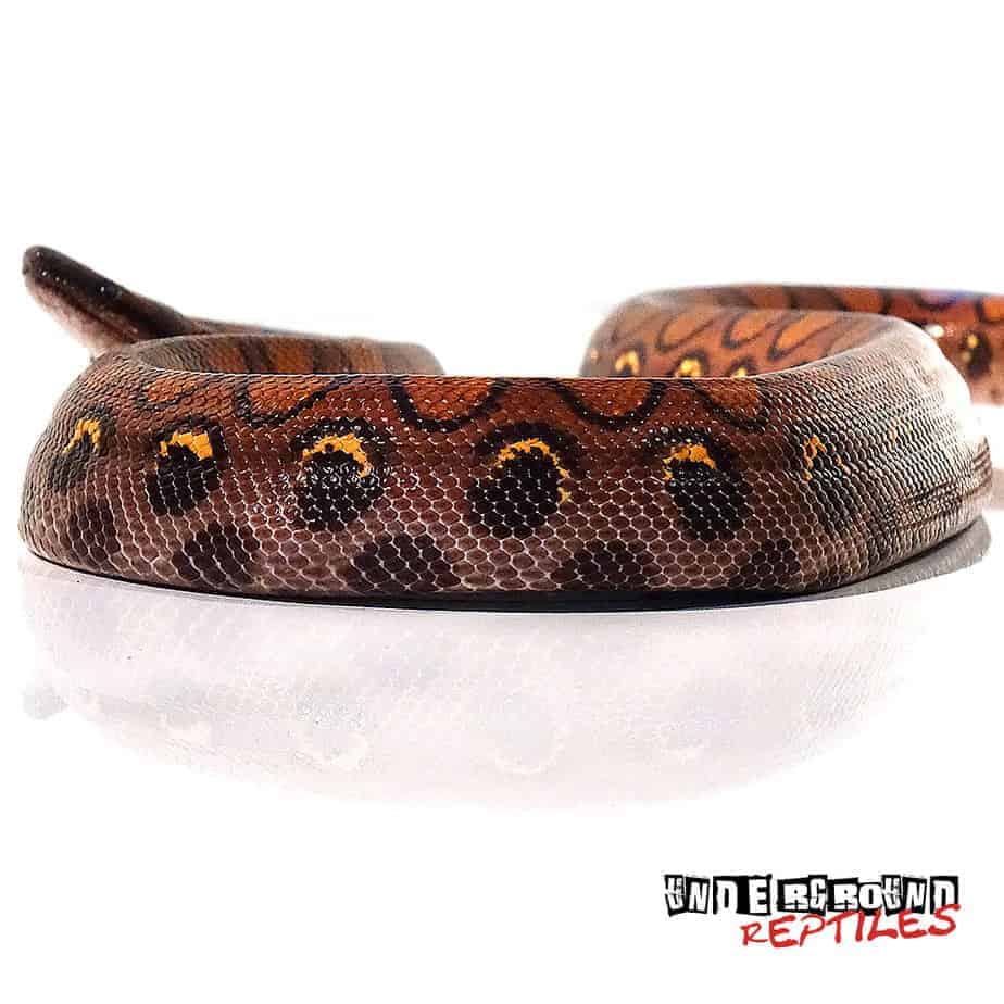 Brazilian Rainbow Boa - Underground Reptiles