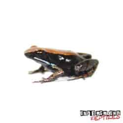 Monkey Anole - Underground Reptiles