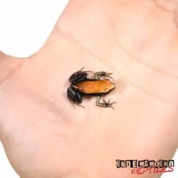 Monkey Anole - Underground Reptiles