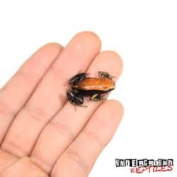 Bronze Mantellas For Sale - Underground Reptiles