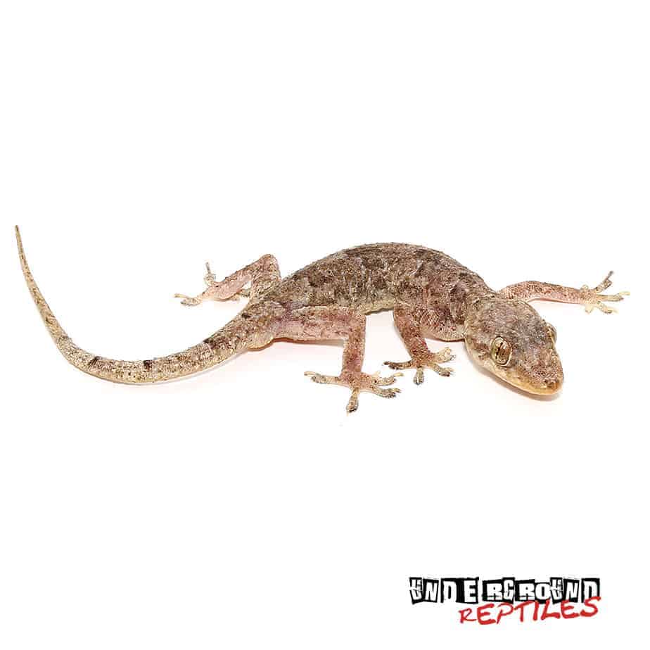 Brooks House Gecko - Underground Reptiles